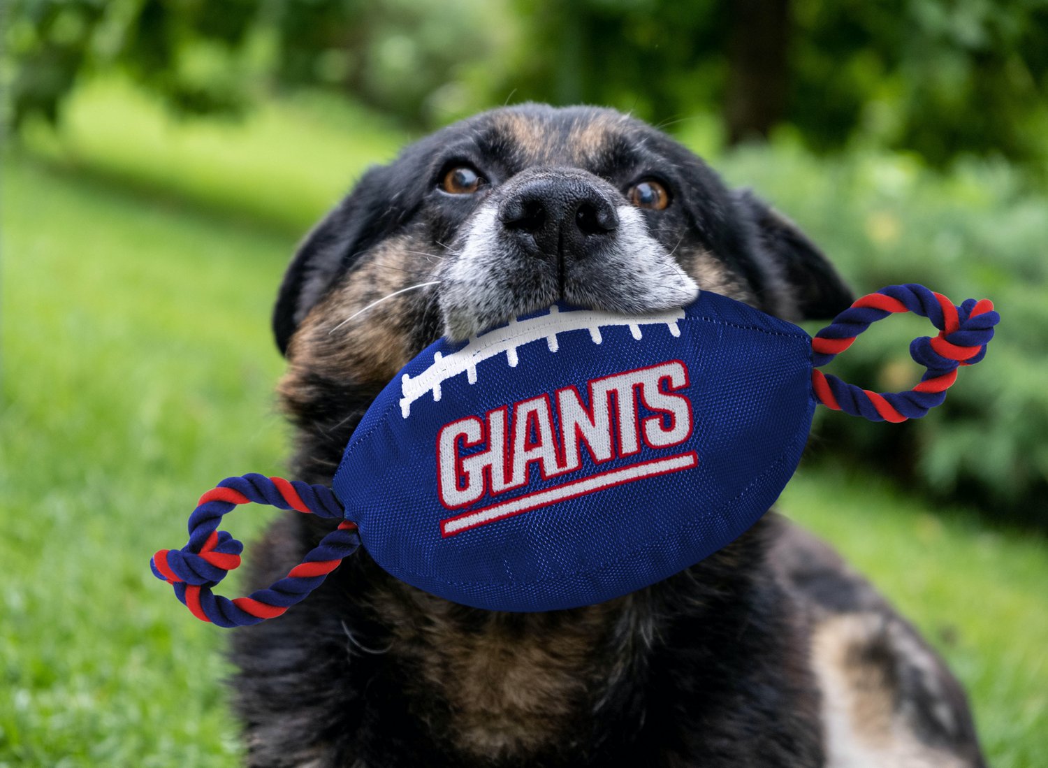 Pets First New York Giants Nylon Football Rope Dog Toy | Academy