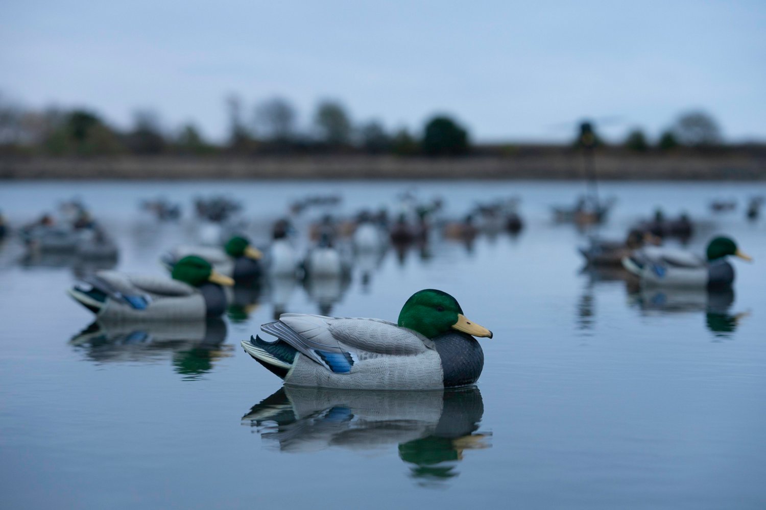 Lifetime Blue-Winged Teal HydroFoam Ultra-light Decoy 6-Pack | Academy