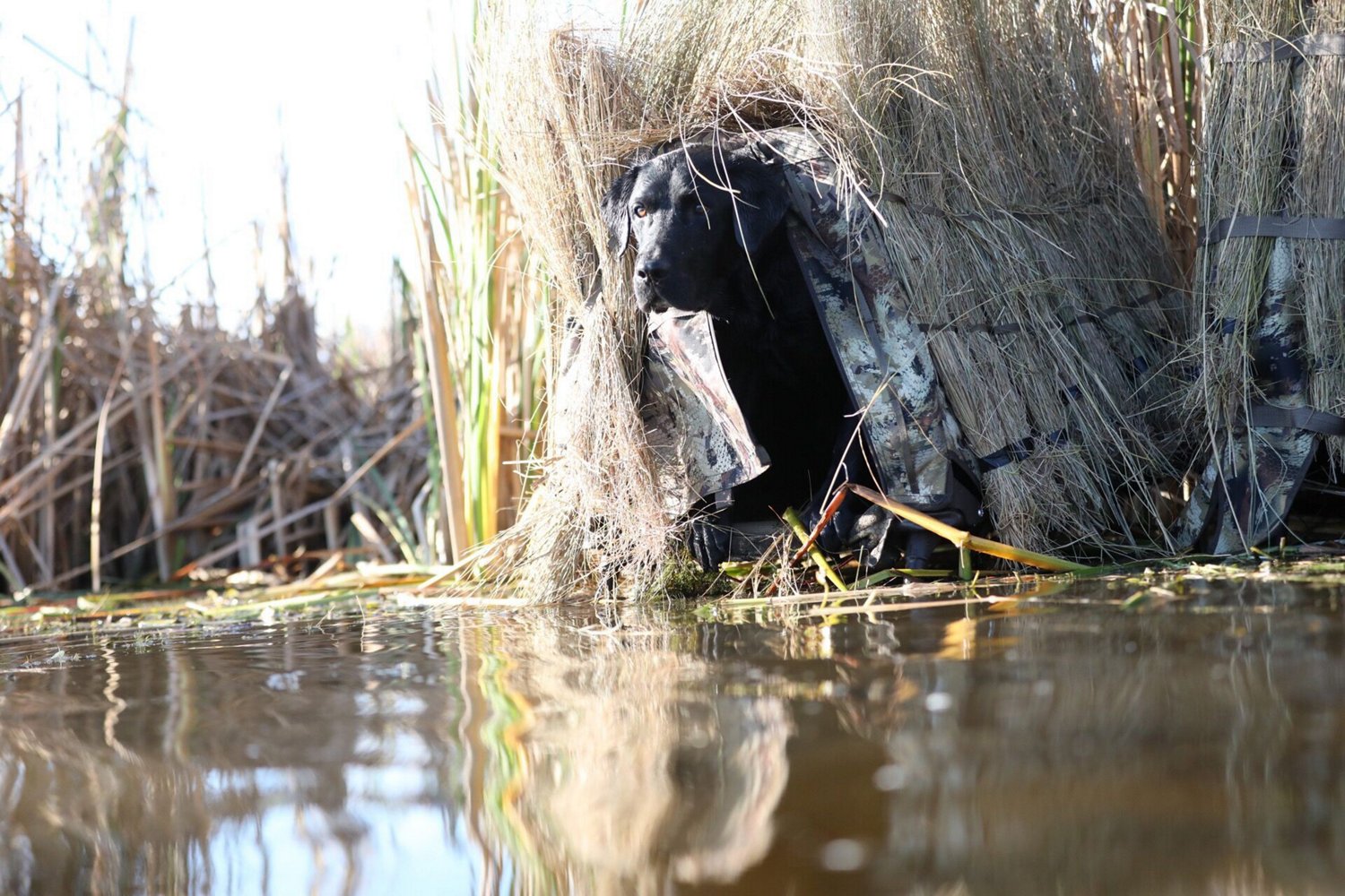 MOmarsh Invisi-Lab Dog Blind | Academy