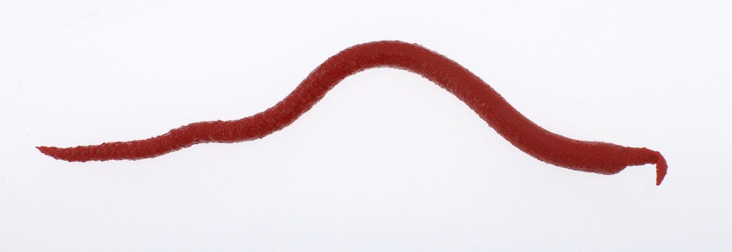 Berkley Gulp!® Saltwater Extruded Bloodworm Bait | Academy