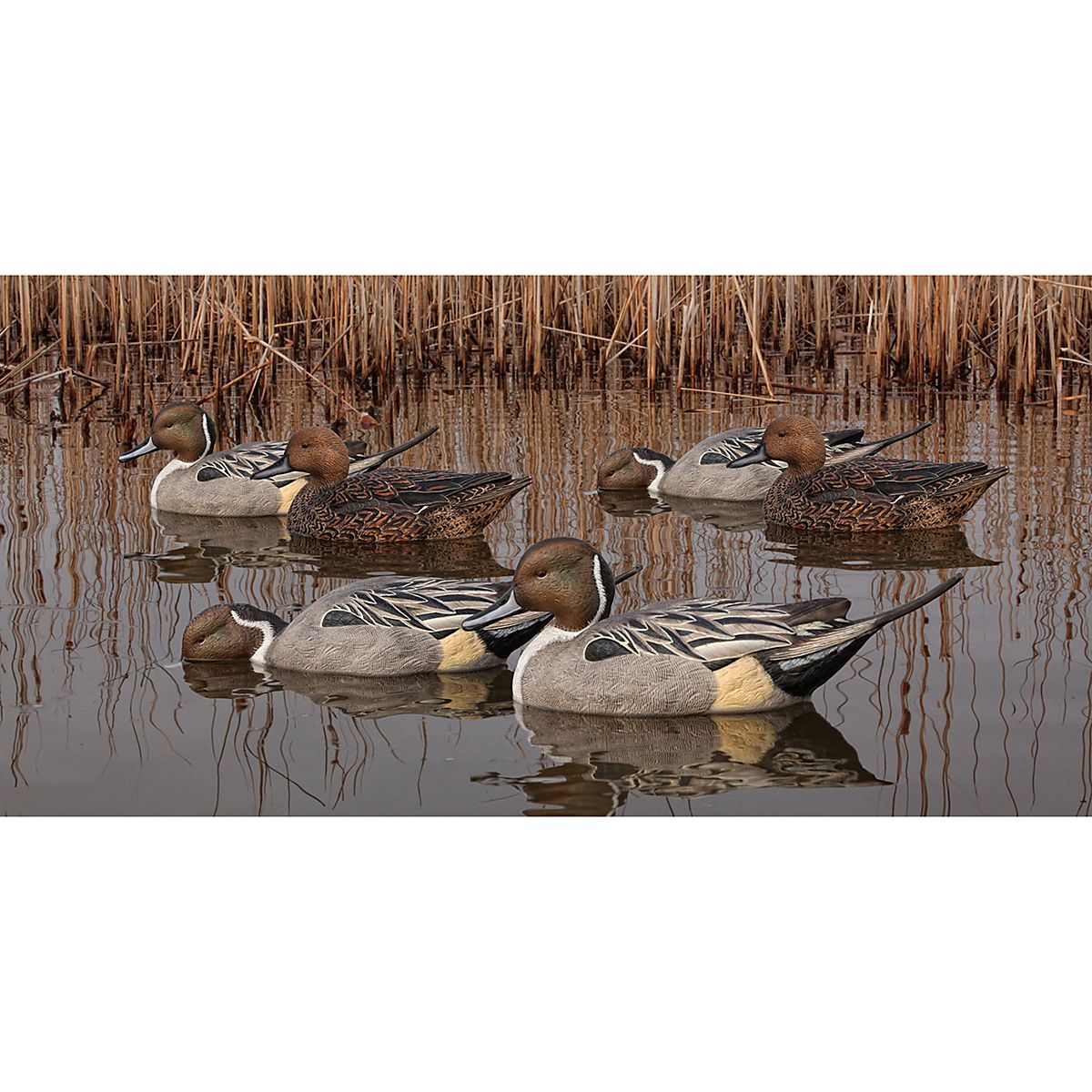 Avian-X Topflight Pintail Duck Decoys 6-Pack | Academy