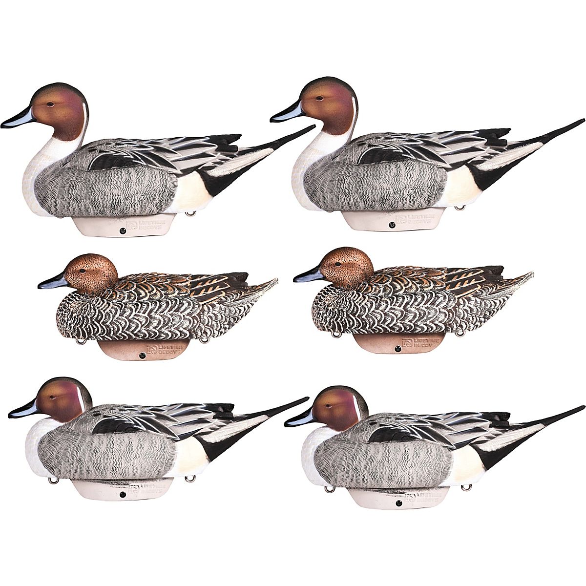 Lifetime Pintail HydroFoam Ultra-light Decoy 6-Pack | Academy