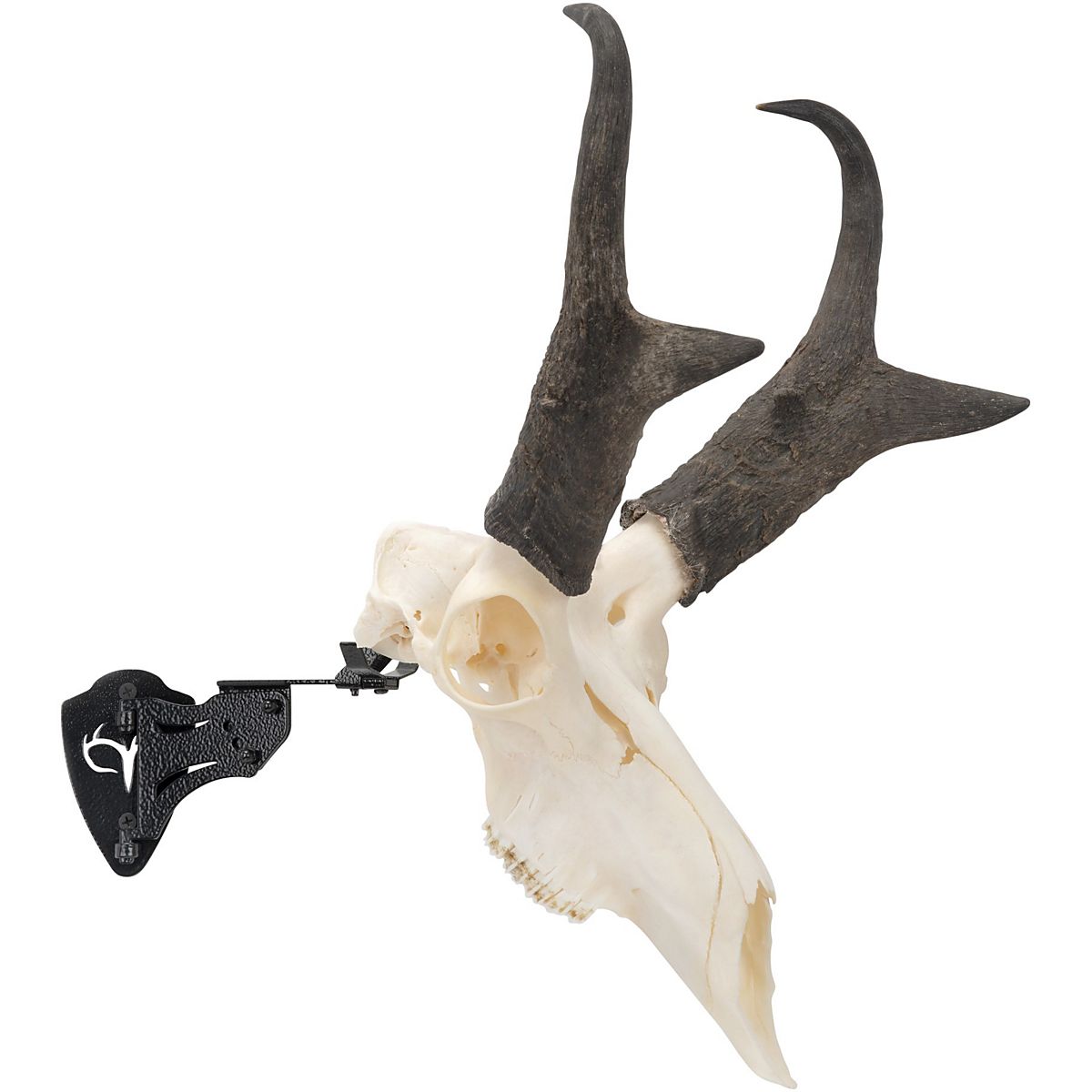Allen Company EZ Mount Adjustable Steel Skull Stand | Academy